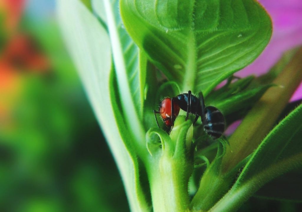 How to Get Rid of Ants in the Garden Soil | How to Gardening UK